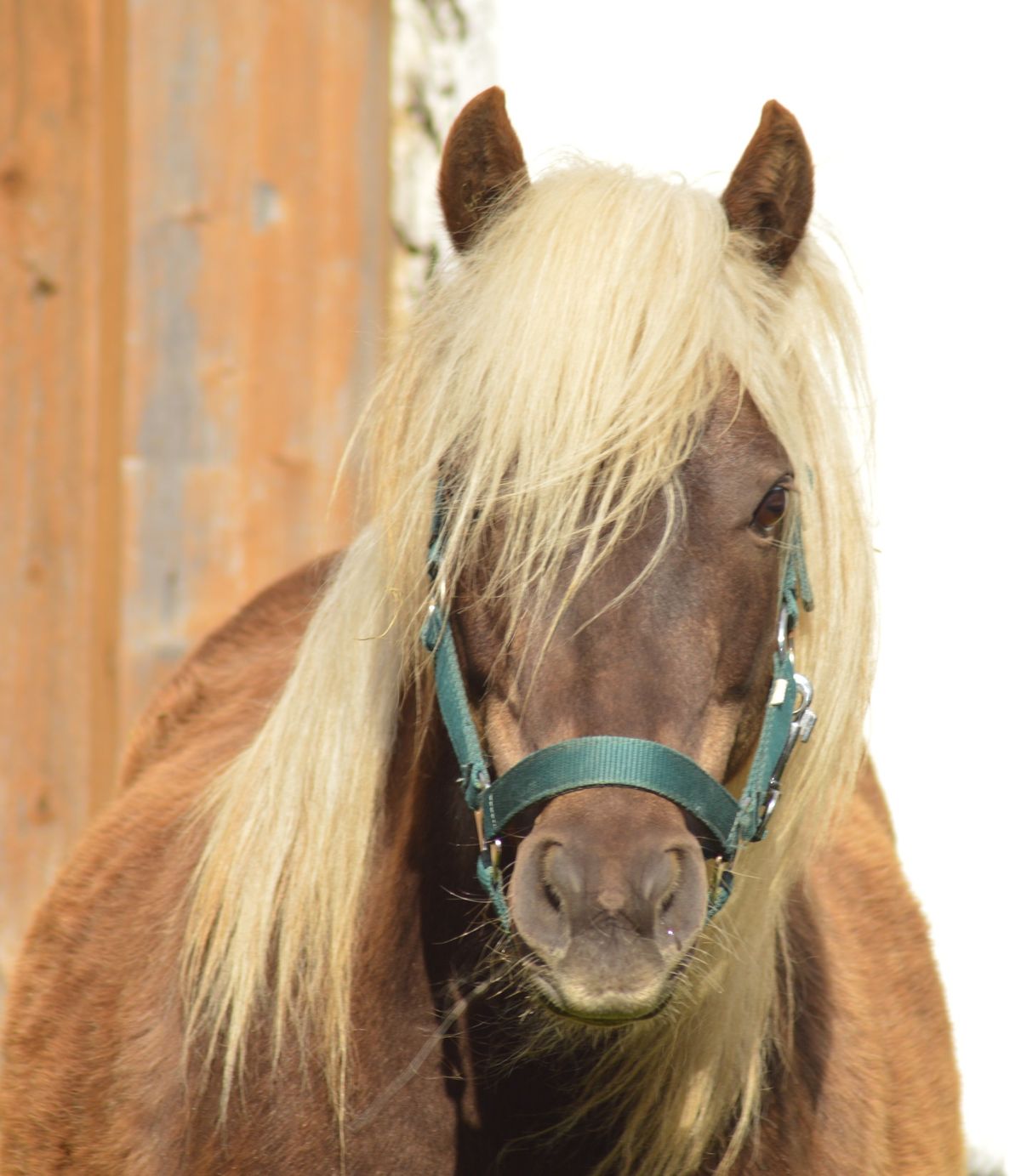 Deutsche Classic Ponys Österreich Pferdezentrum Kraftfeld
